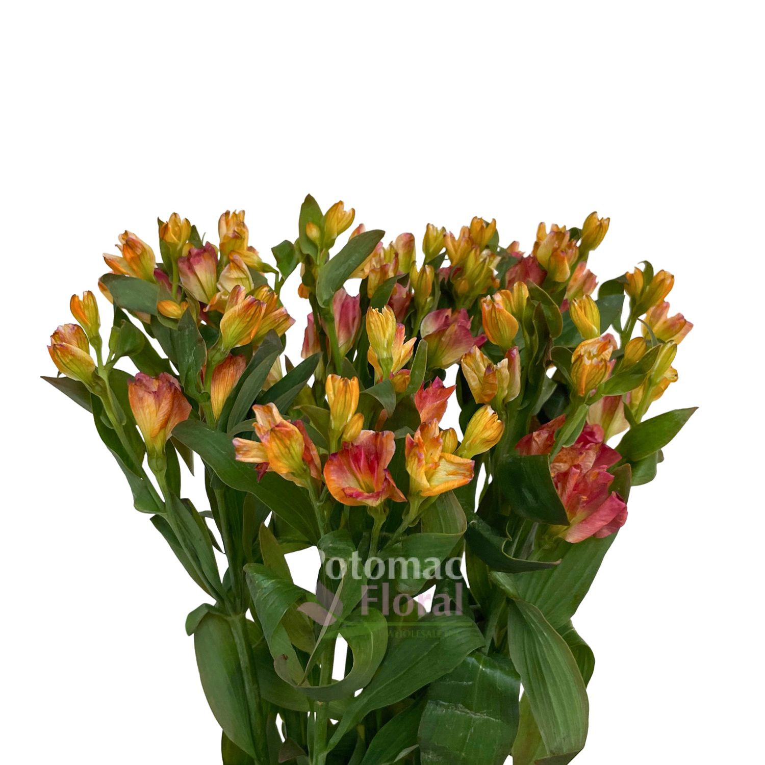 Alstromeria - Charmelia, Small Orange Spray - Potomac Floral Wholesale