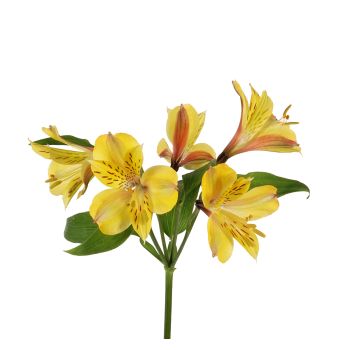 Alstromeria Bright Yellow Select - Potomac Floral Wholesale