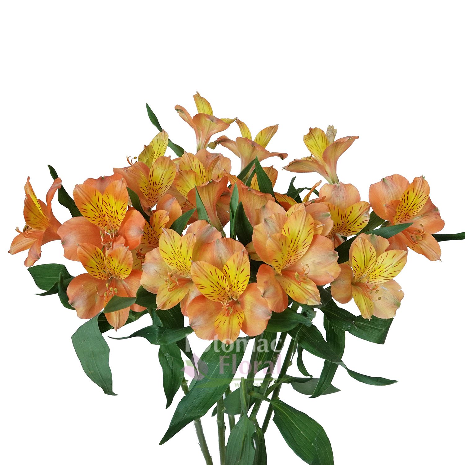 Alstromeria Orange Select (Orange Queen) - Potomac Floral Wholesale