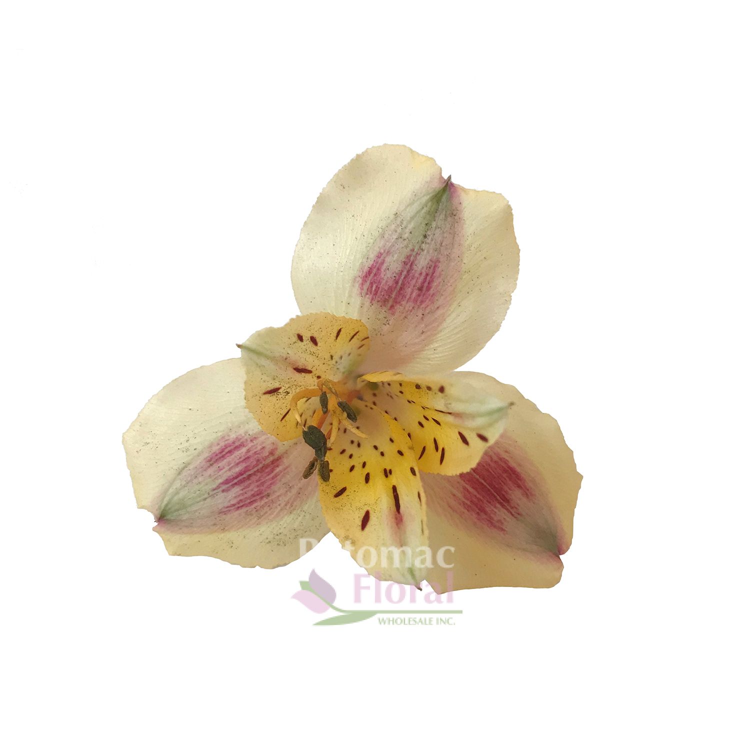 Alstromeria Peach Select - Potomac Floral Wholesale