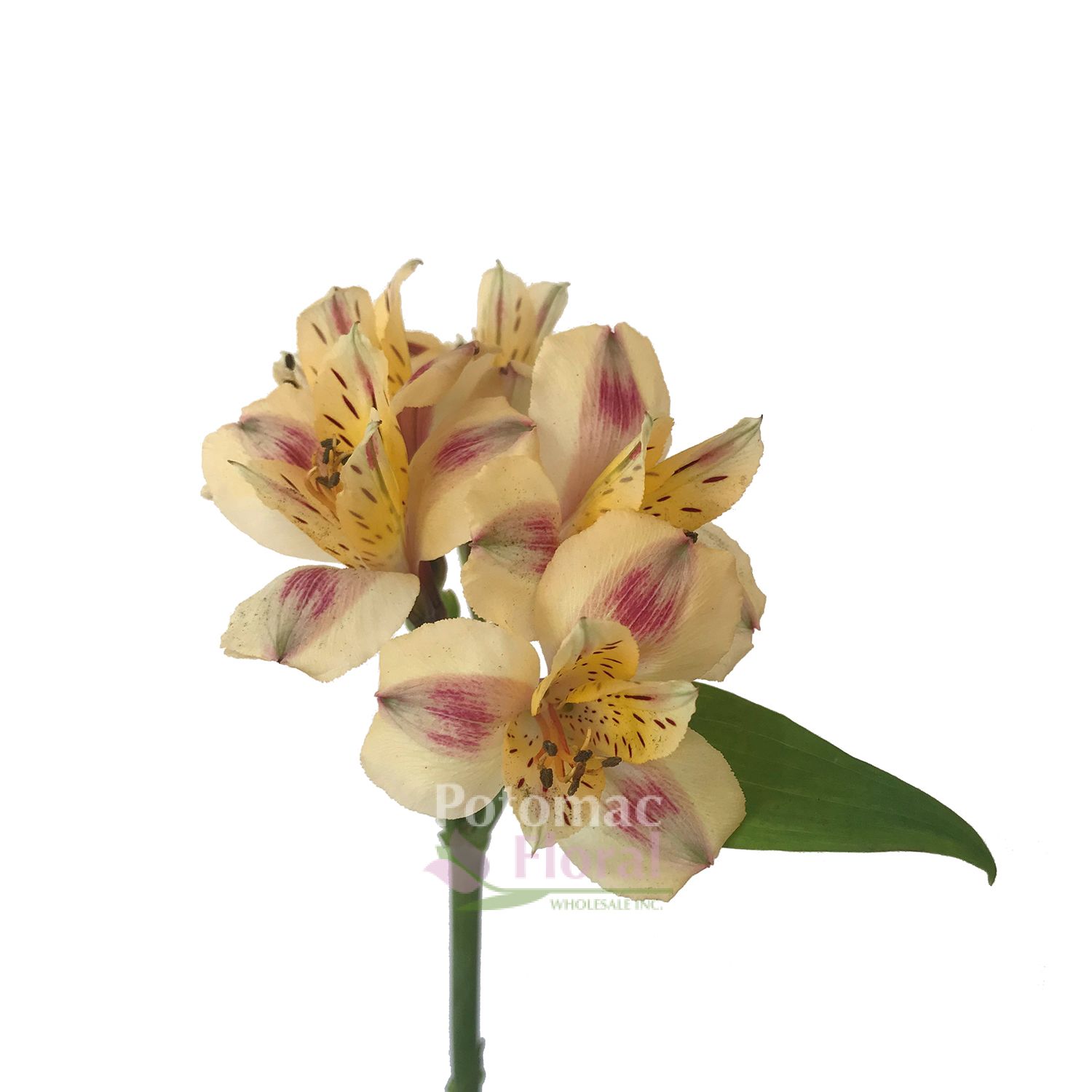 Alstromeria Peach Select - Potomac Floral Wholesale