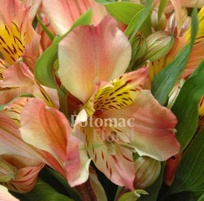 Alstromeria Peach Select - Potomac Floral Wholesale