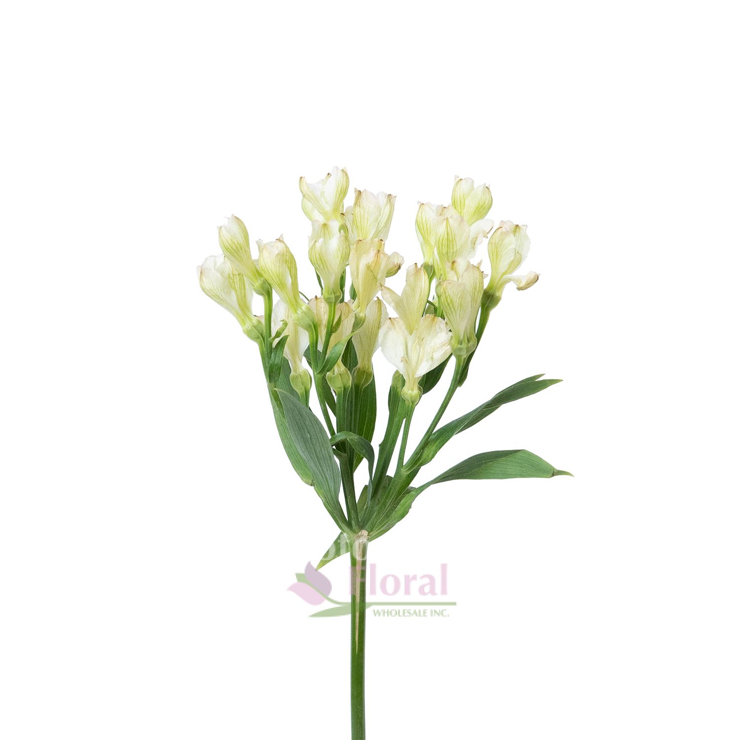 Alstromeria - Charmelia, Small White Spray - Potomac Floral Wholesale