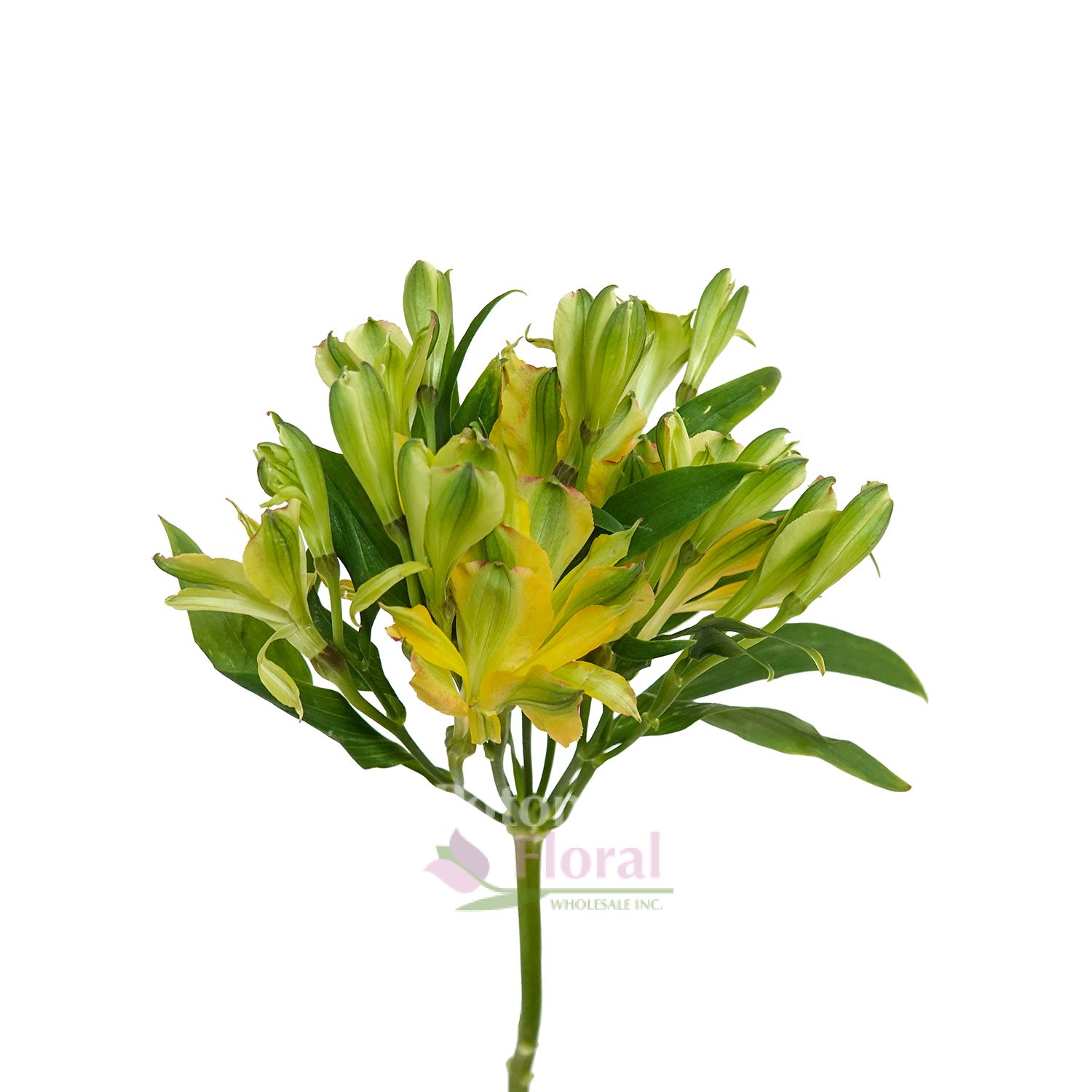 Alstromeria - Charmelia, Small Yellow Spray - Potomac Floral Wholesale