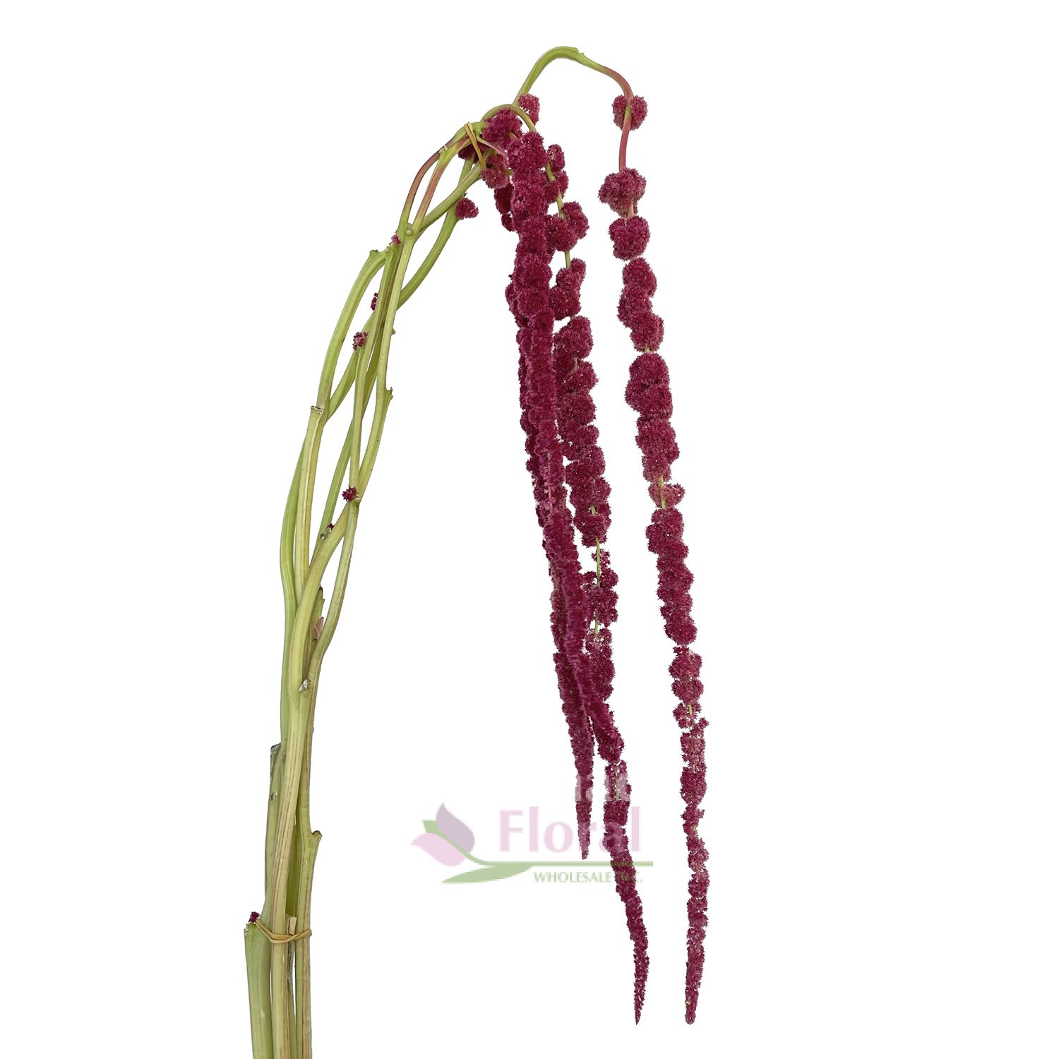Amaranthus Super Long Hanging Red, 70-80cm, 5 Stem Bunch - Potomac ...