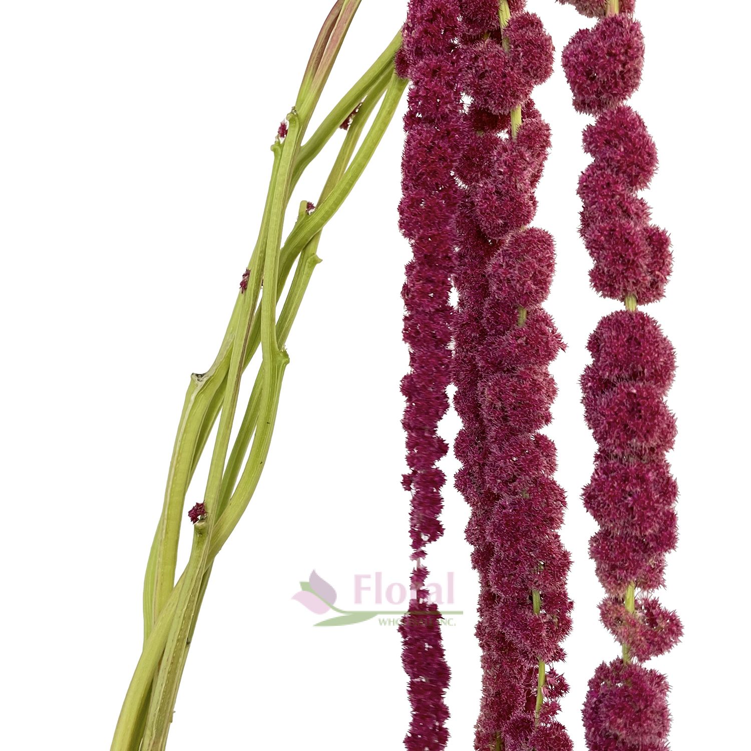 Amaranthus Super Long Hanging Red, 70-80cm, 5 Stem Bunch - Potomac ...