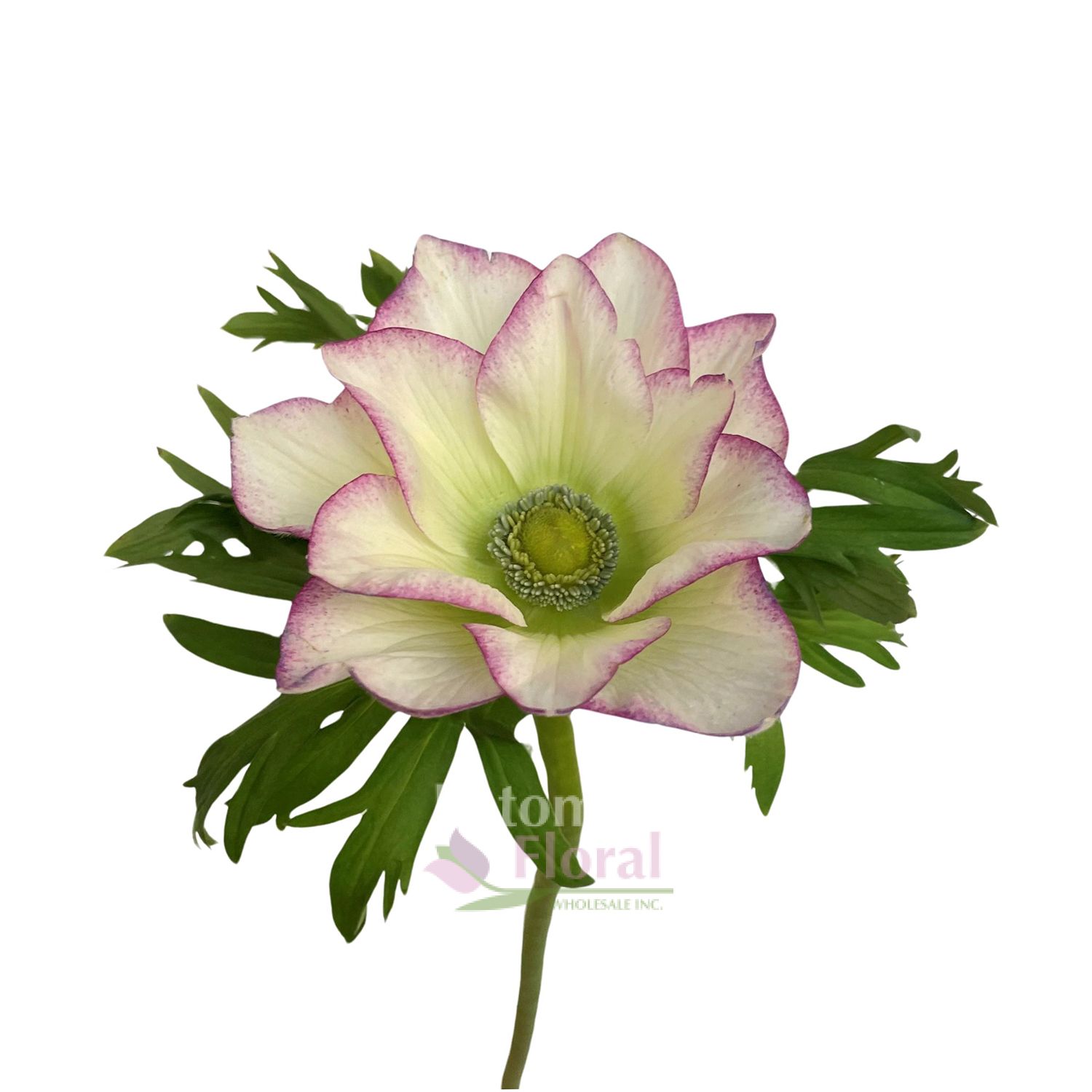 Anemone Cream with Fuchsia Edges - 40 cm - Potomac Floral Wholesale