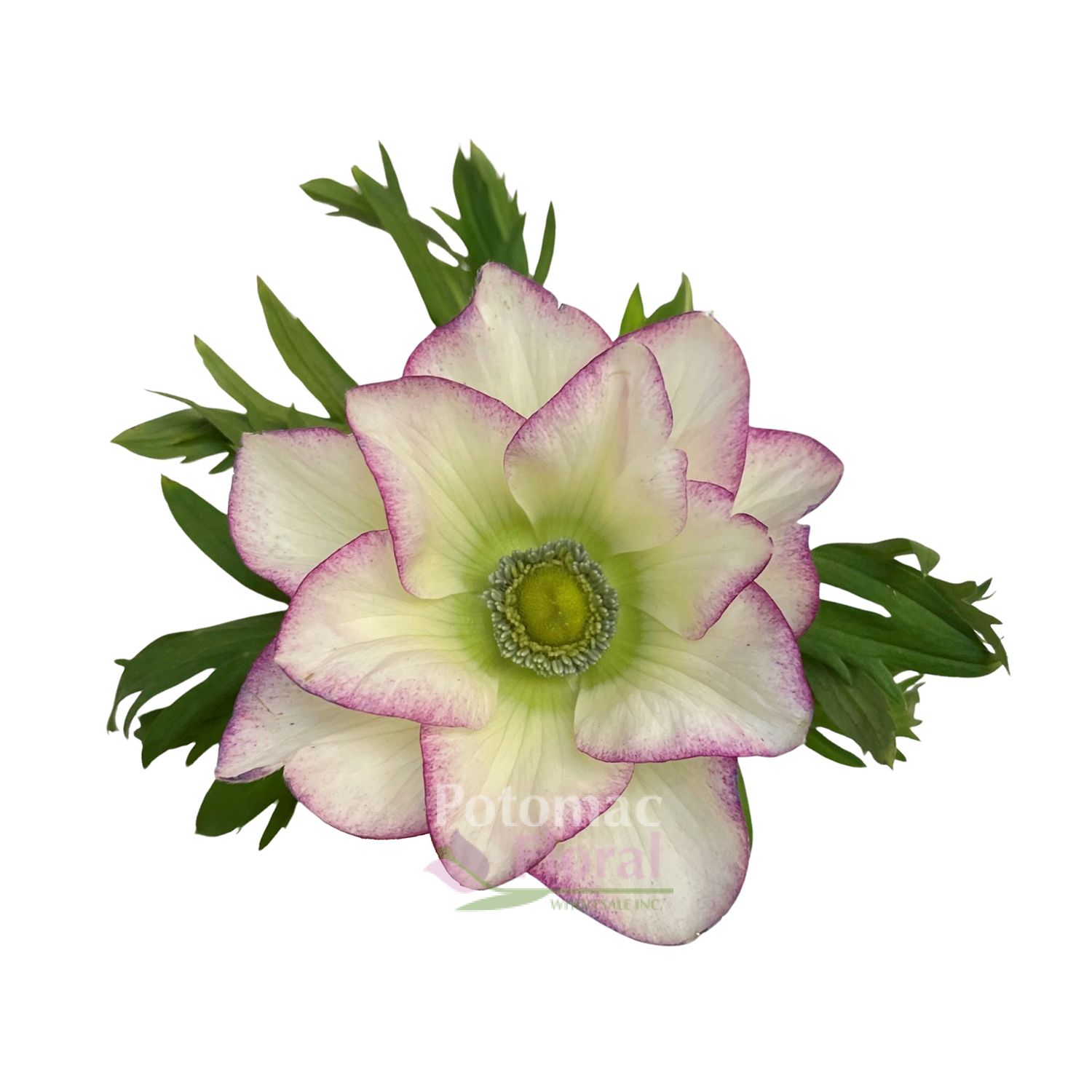 Anemone Cream with Fuchsia Edges - 40 cm - Potomac Floral Wholesale