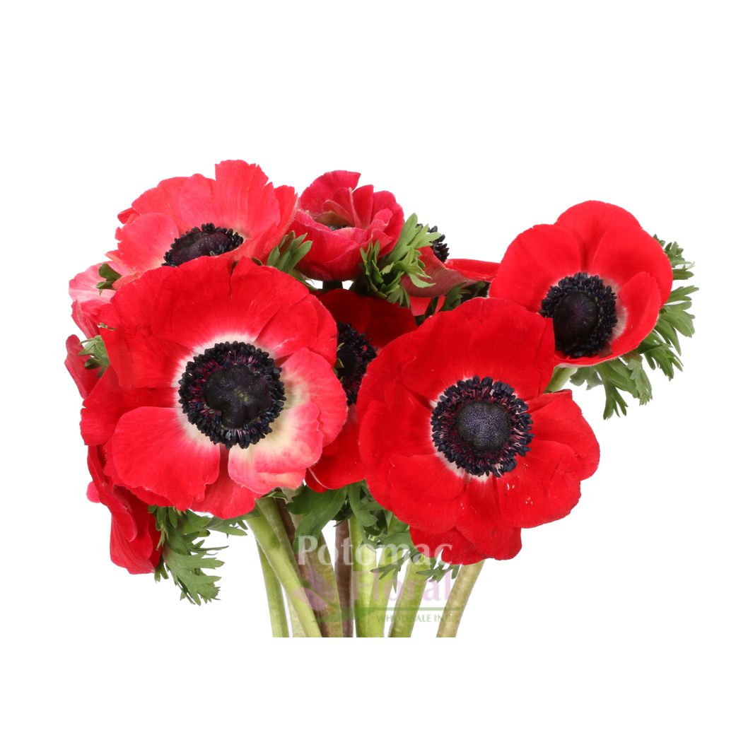 Anemone Red, 40 cm - Potomac Floral Wholesale