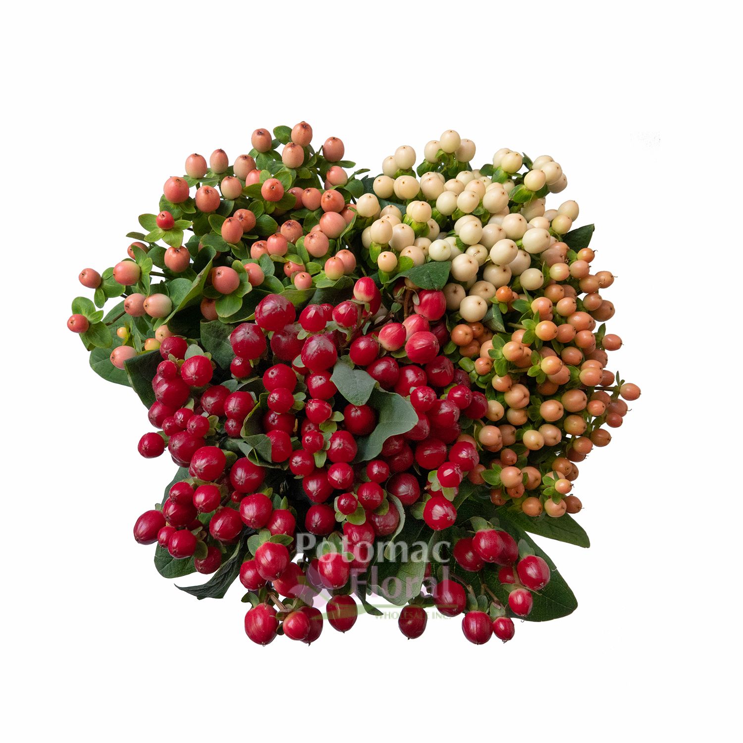 Hypericum 60 cm Assorted, 16 BU - Potomac Floral Wholesale