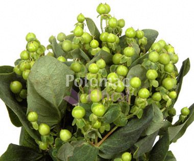 Hypericum Berries Green, 60-70cm - Potomac Floral Wholesale