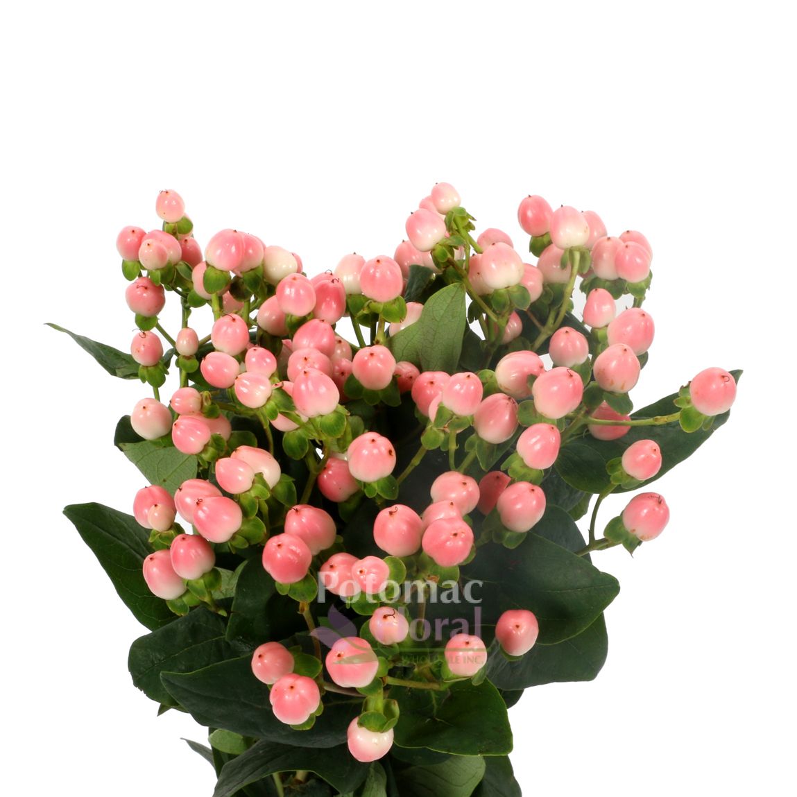 Hypericum Berries Pink - Potomac Floral Wholesale