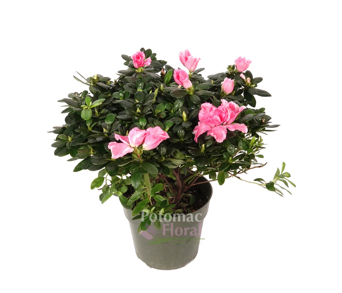 Azalea Plant, Variegated Pink/White - 6" Pot - Potomac Floral Wholesale