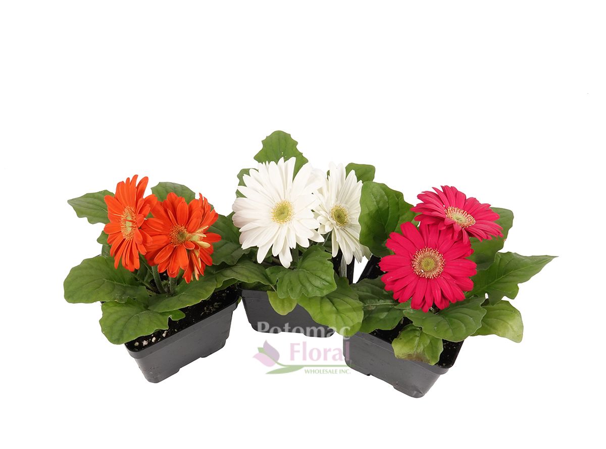 Gerbera Plant, Assorted Colors - 4.5" Pot - Potomac Floral Wholesale