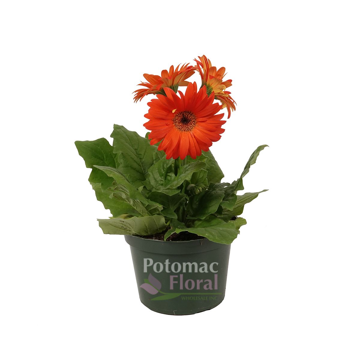 Gerbera Plant, Assorted Colors - 6" Pot - Potomac Floral Wholesale