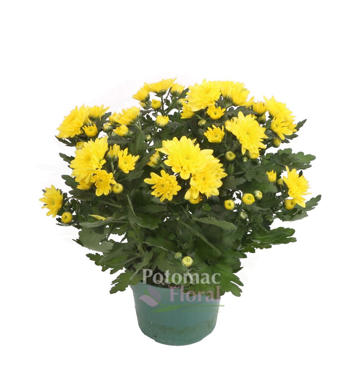Mum Plant, Cushion, Yellow - 6" Pot - Potomac Floral Wholesale