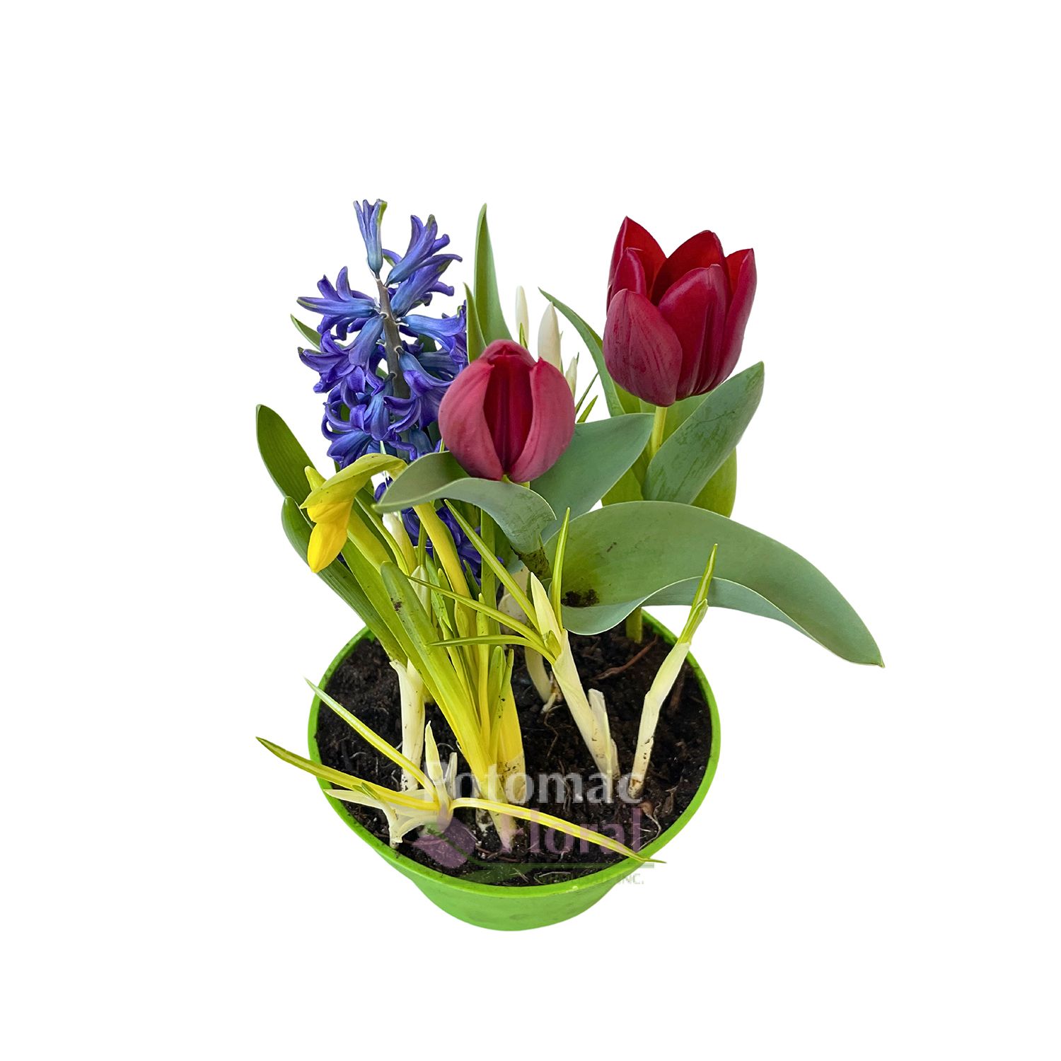 Spring Bulb Garden 7 - Potomac Floral Wholesale