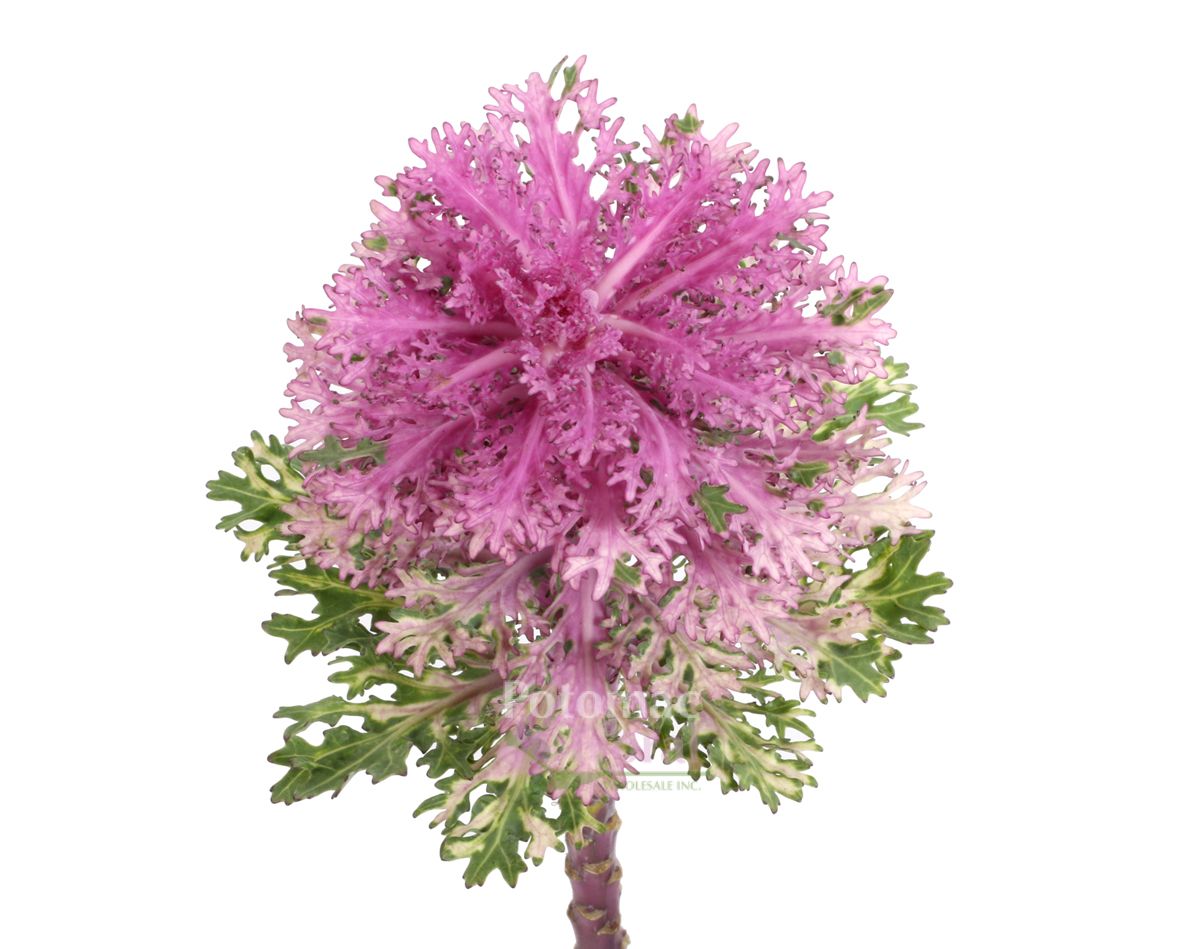 Kale Purple, Ruffled Leaf Heads - by the Stem - Potomac Floral Wholesale