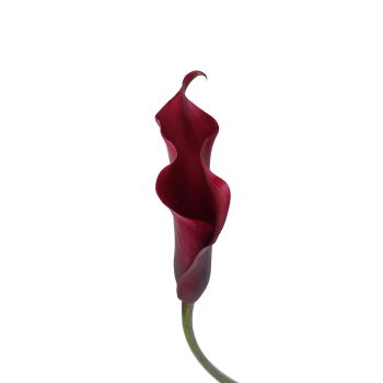 Calla Lily Burgundy, Sumatra 40 to 50 cm - Potomac Floral Wholesale