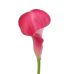Calla Lily Burgundy, Sumatra 40 to 50 cm - Potomac Floral Wholesale