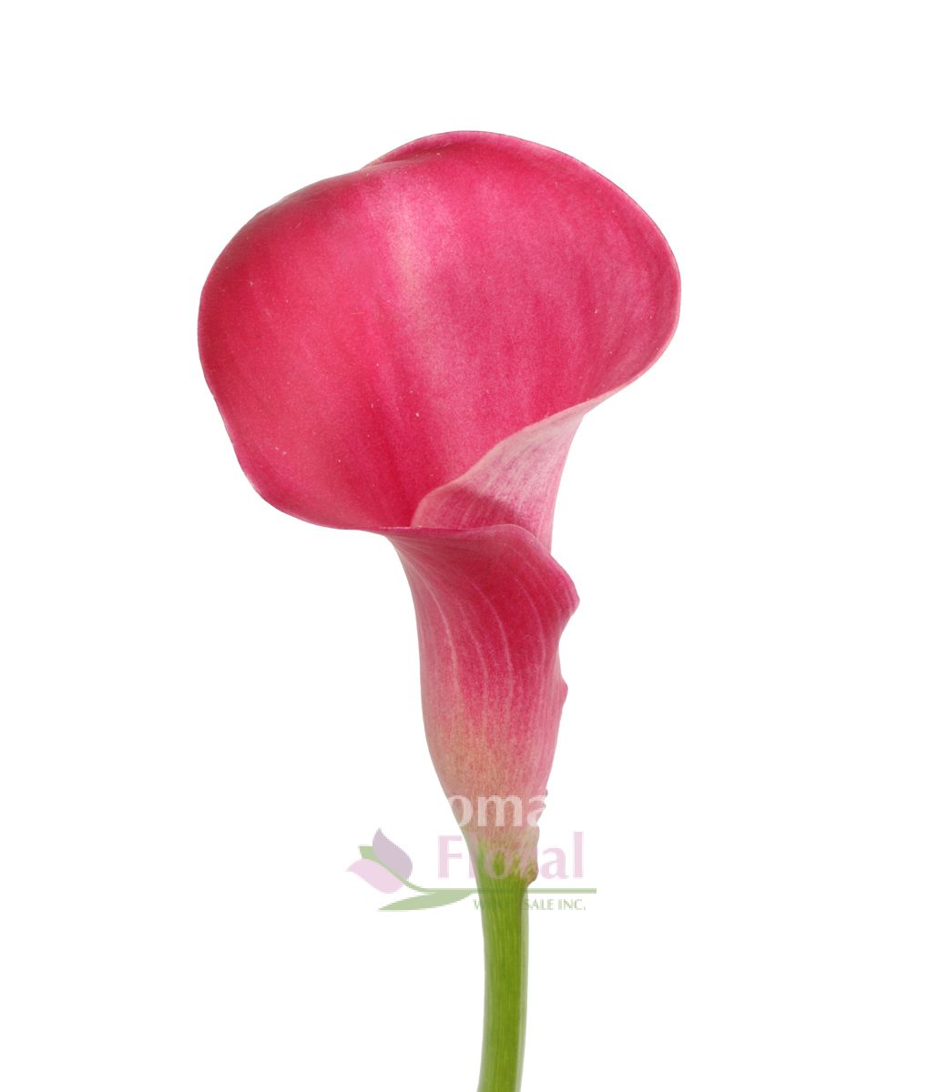 Calla Lily Burgundy, Sumatra 40 to 50 cm - Potomac Floral Wholesale