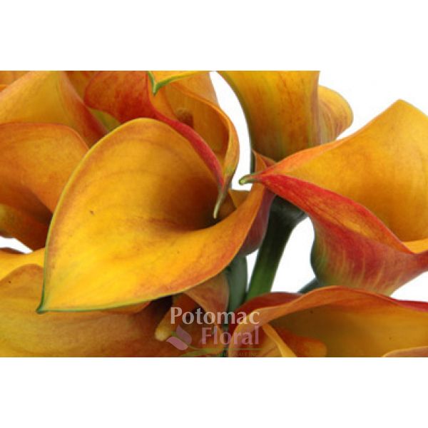 Calla Lily Mango Orange, 50 to 70 cm - Potomac Floral Wholesale