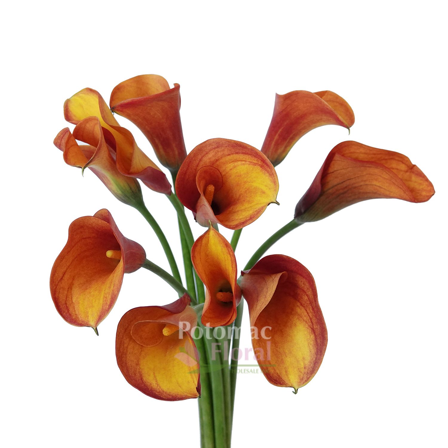 Calla Lily Mango Orange, 40 to 45 cm - Potomac Floral Wholesale