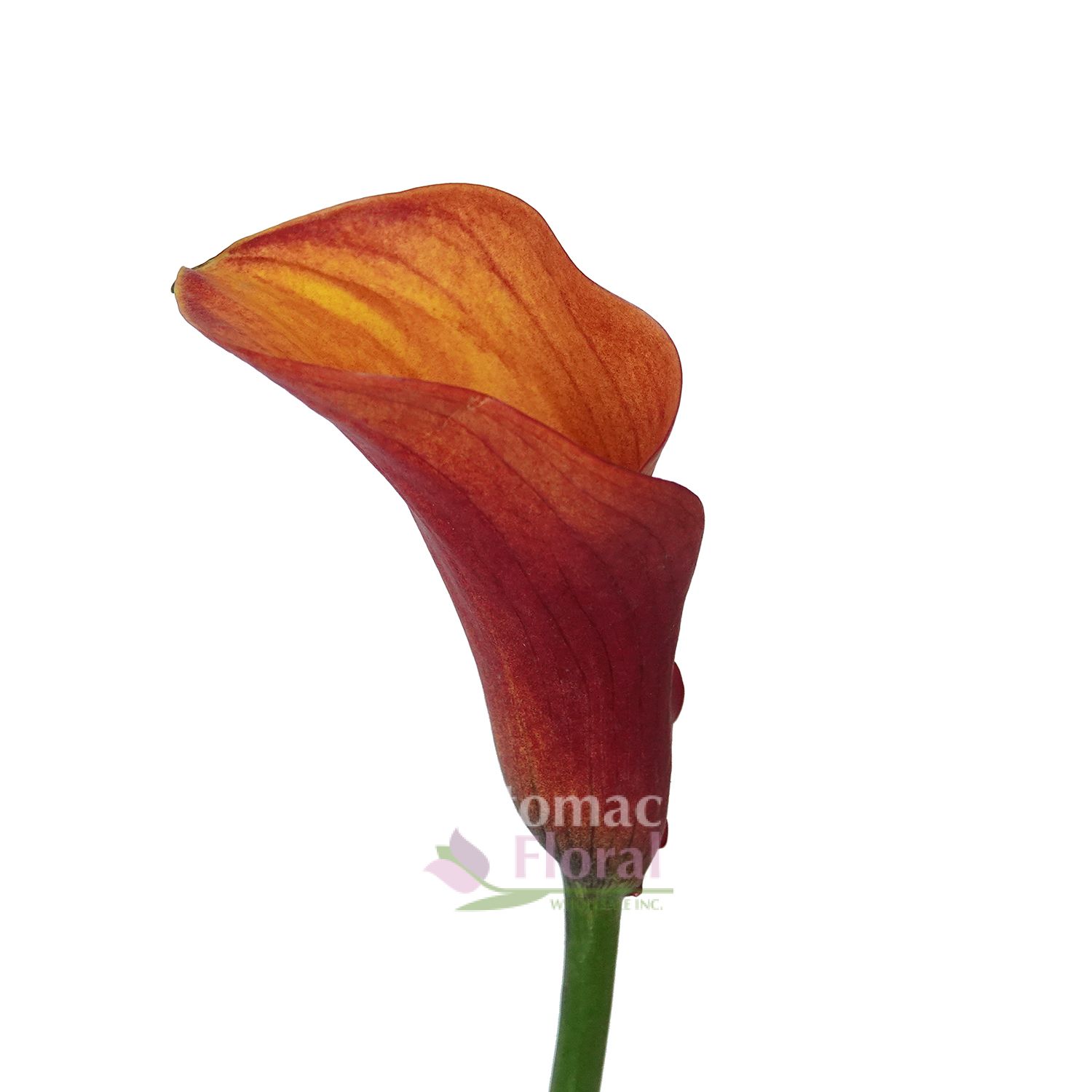 Calla Lily Mango Orange, 40 to 45 cm - Potomac Floral Wholesale