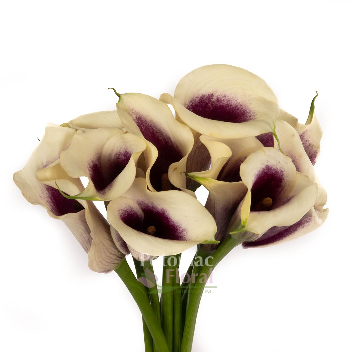 Calla Lily Picasso, 35 to 45cm - Potomac Floral Wholesale