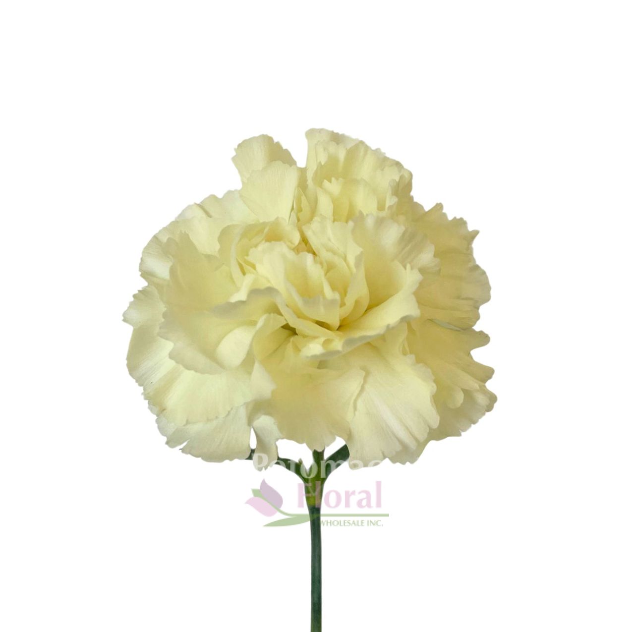 Carnation Cream - Fancy, Select - Potomac Floral Wholesale