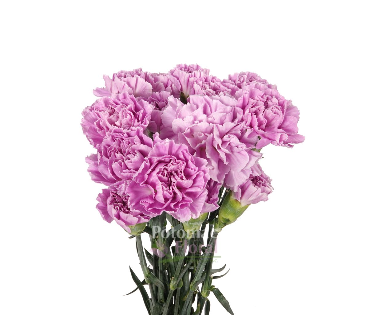 Carnation Light Lavender Moonaqua - Potomac Floral Wholesale