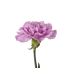 Carnation Lavender Moonlite - Potomac Floral Wholesale