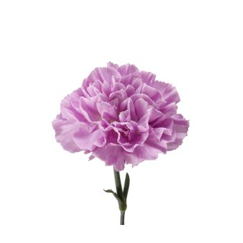 Carnation Lavender Moonlite - Potomac Floral Wholesale