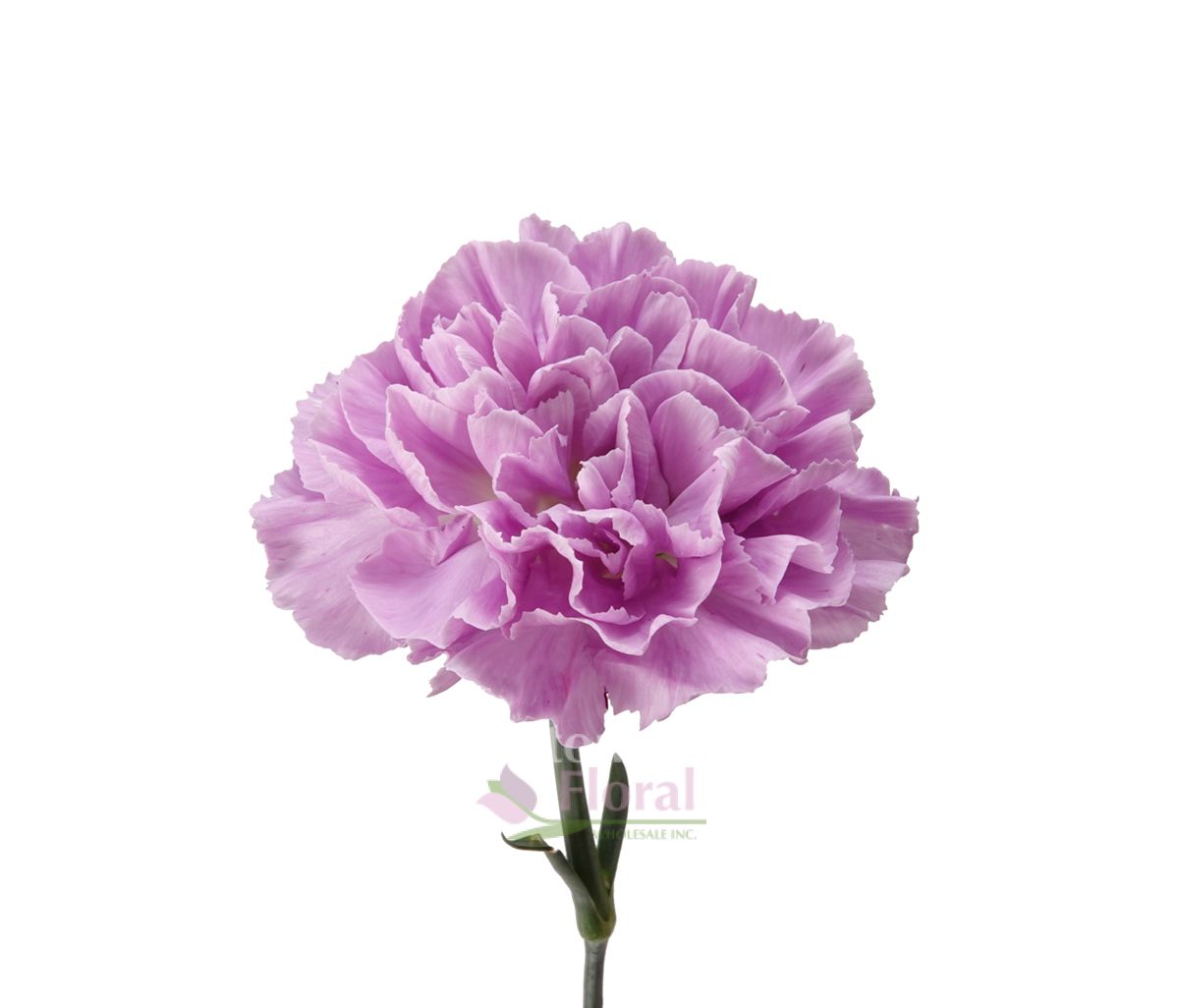 Carnation Lavender Moonlite - Potomac Floral Wholesale