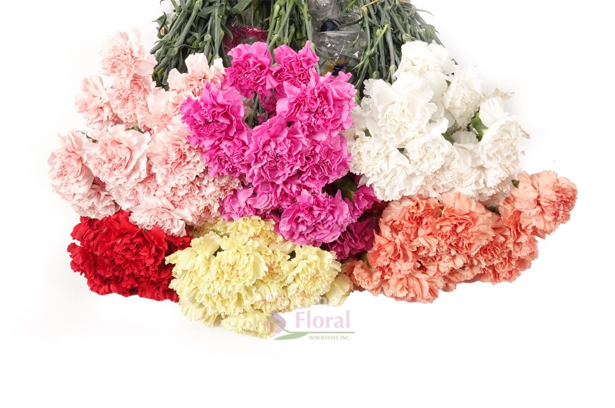 Carnation Assorted Standard, 400 stem per case - Potomac Floral Wholesale