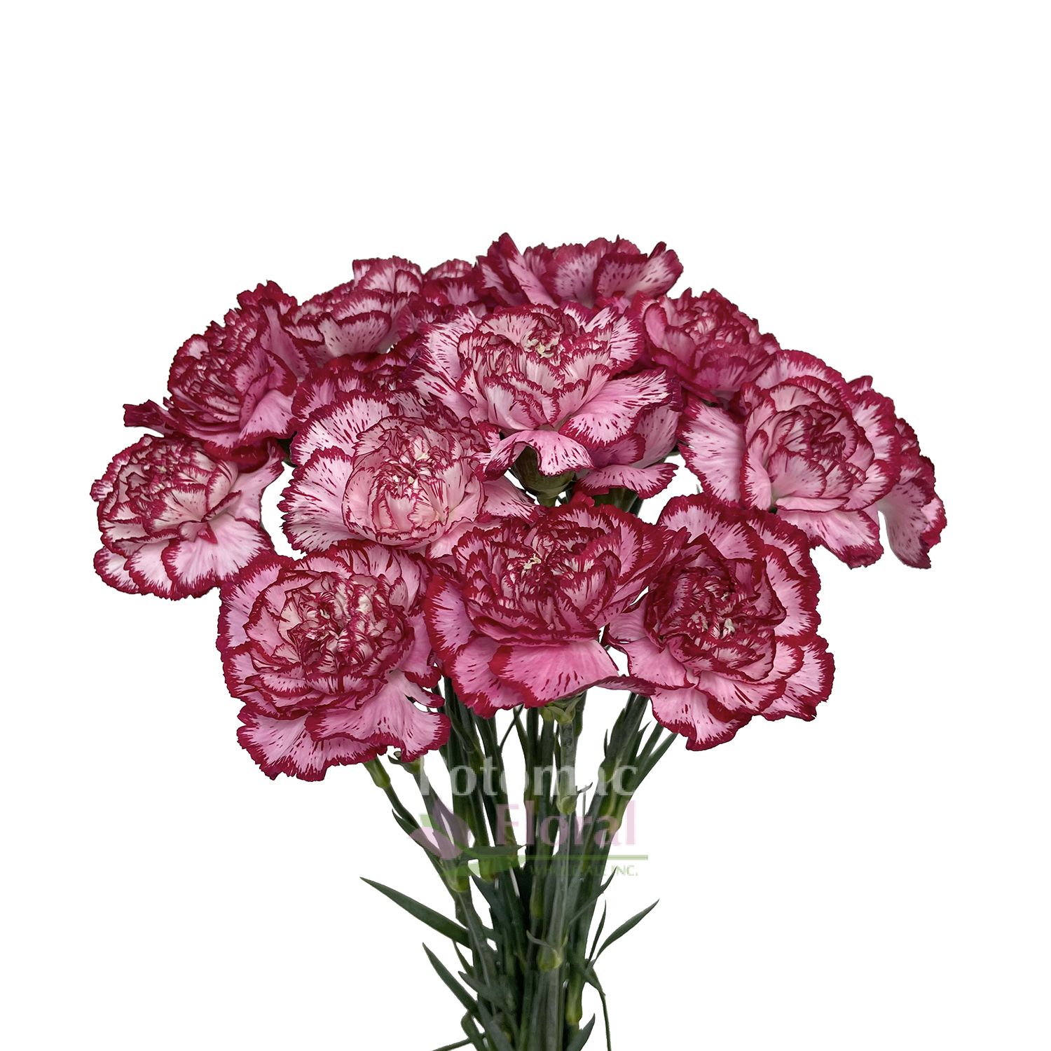 Carnation Mauve Purple with Purple Edges - Potomac Floral Wholesale
