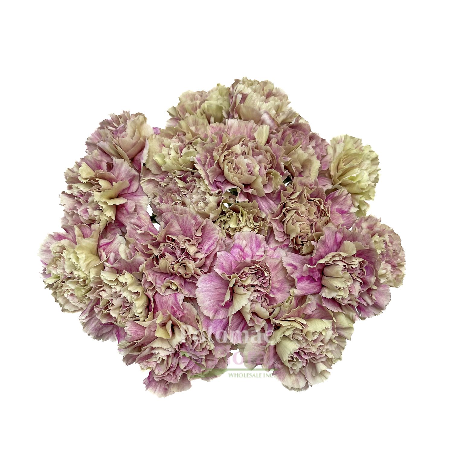 Carnation Bicolor Purple Cream Antique - Potomac Floral Wholesale