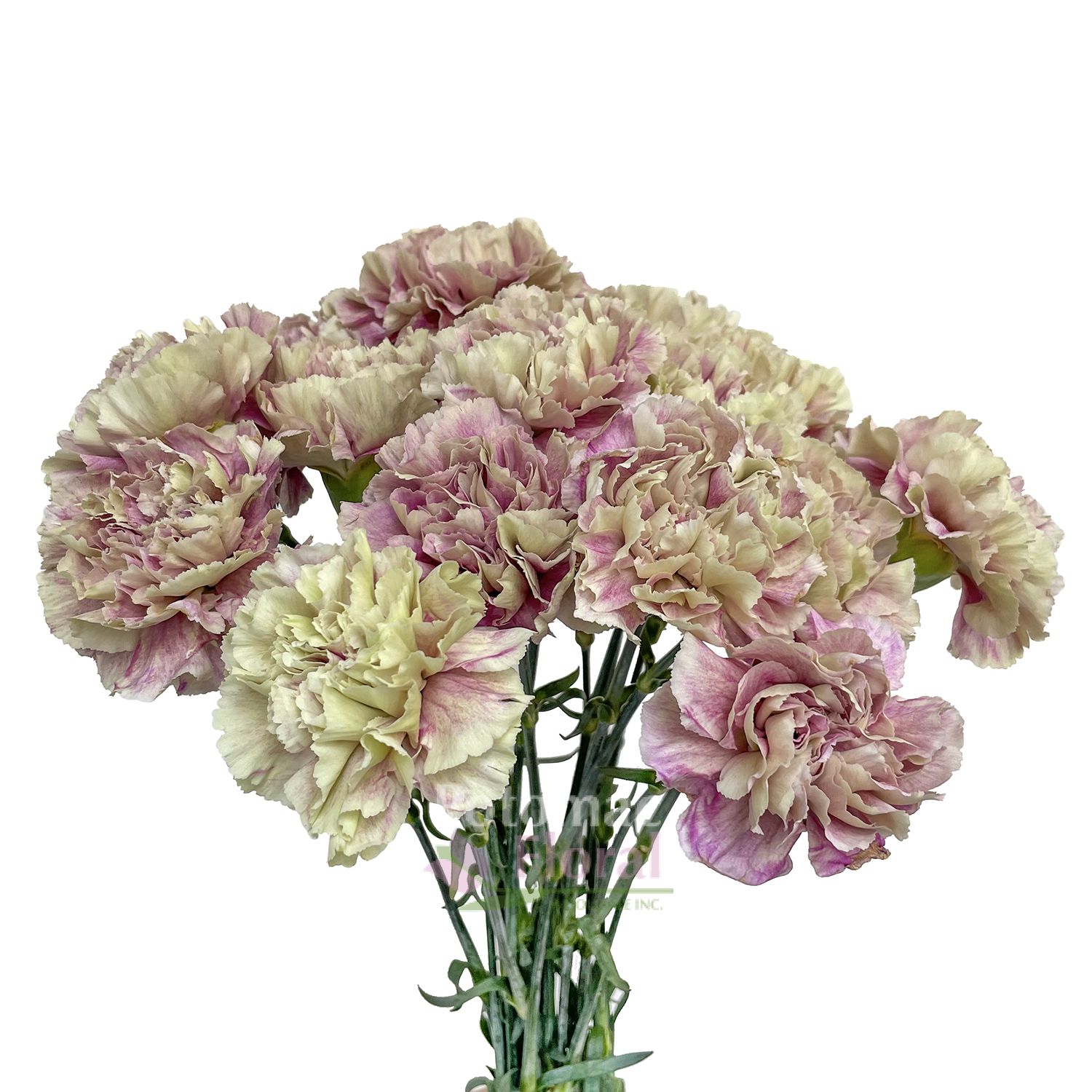 Carnation Bicolor Purple Cream Antique - Potomac Floral Wholesale