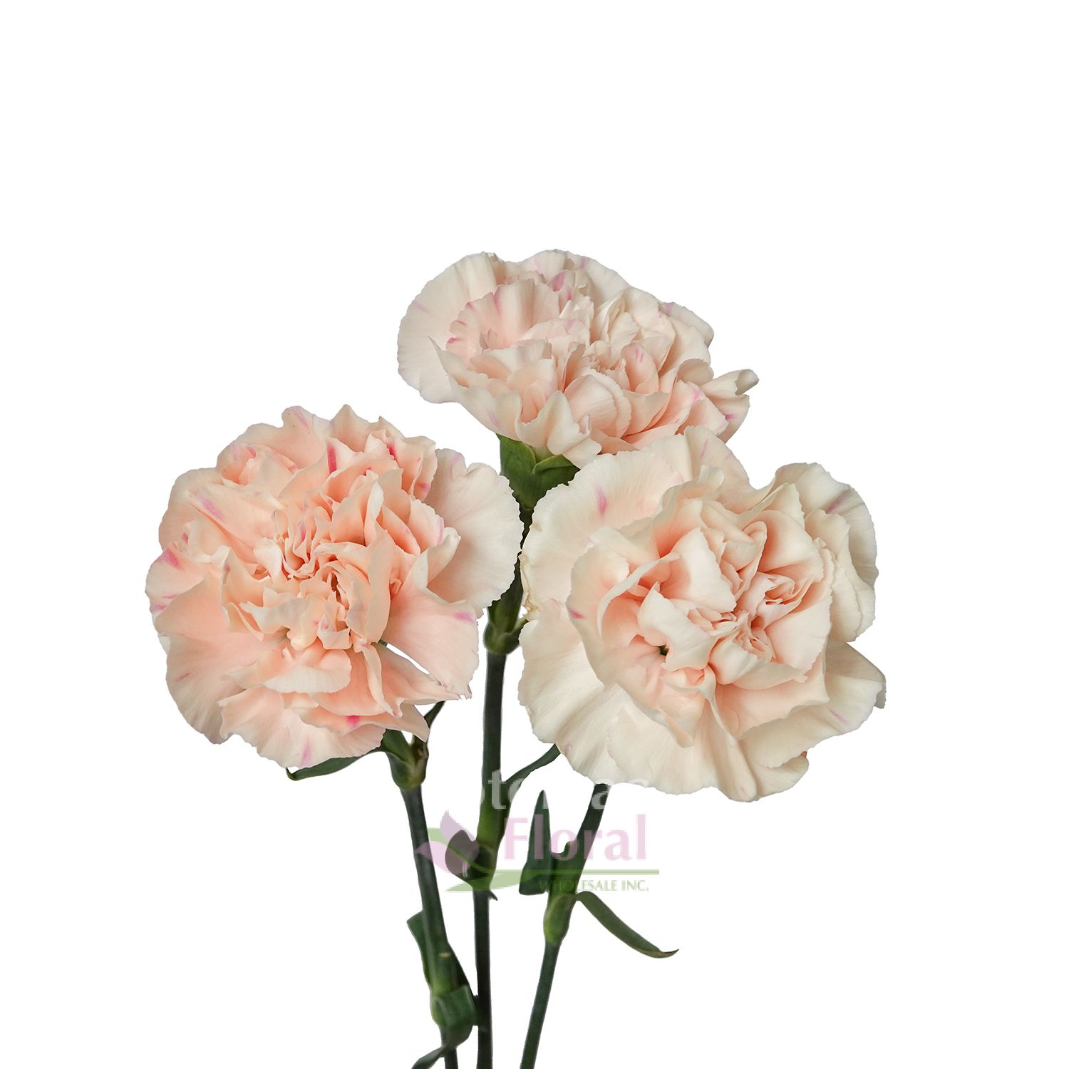 Carnation Novelty Light Pink Antique - Potomac Floral Wholesale