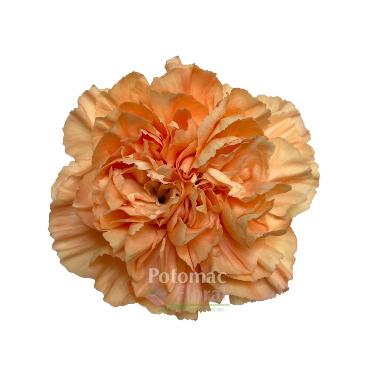 Carnation Novelty Cream Gold Antique - Potomac Floral Wholesale