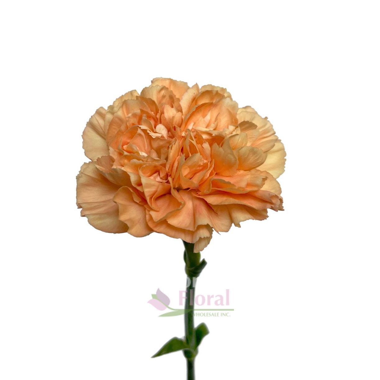 Carnation Novelty Cream Gold Antique - Potomac Floral Wholesale