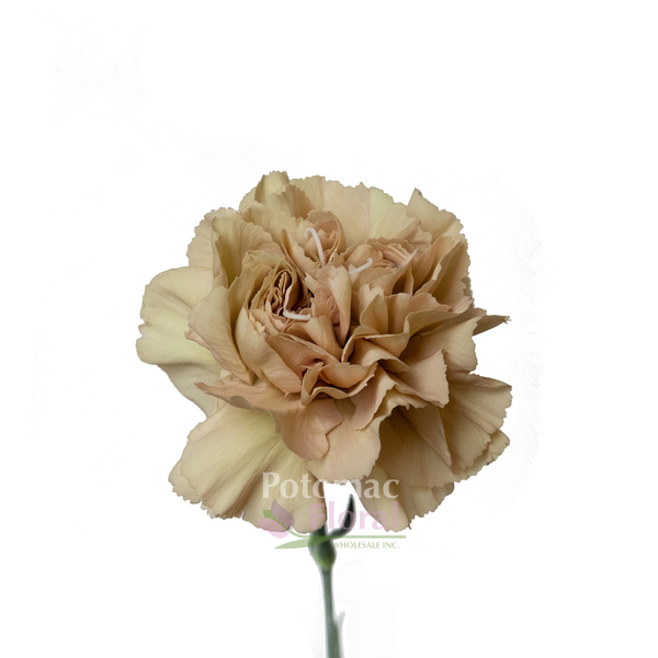 Carnation Novelty Beige - Potomac Floral Wholesale
