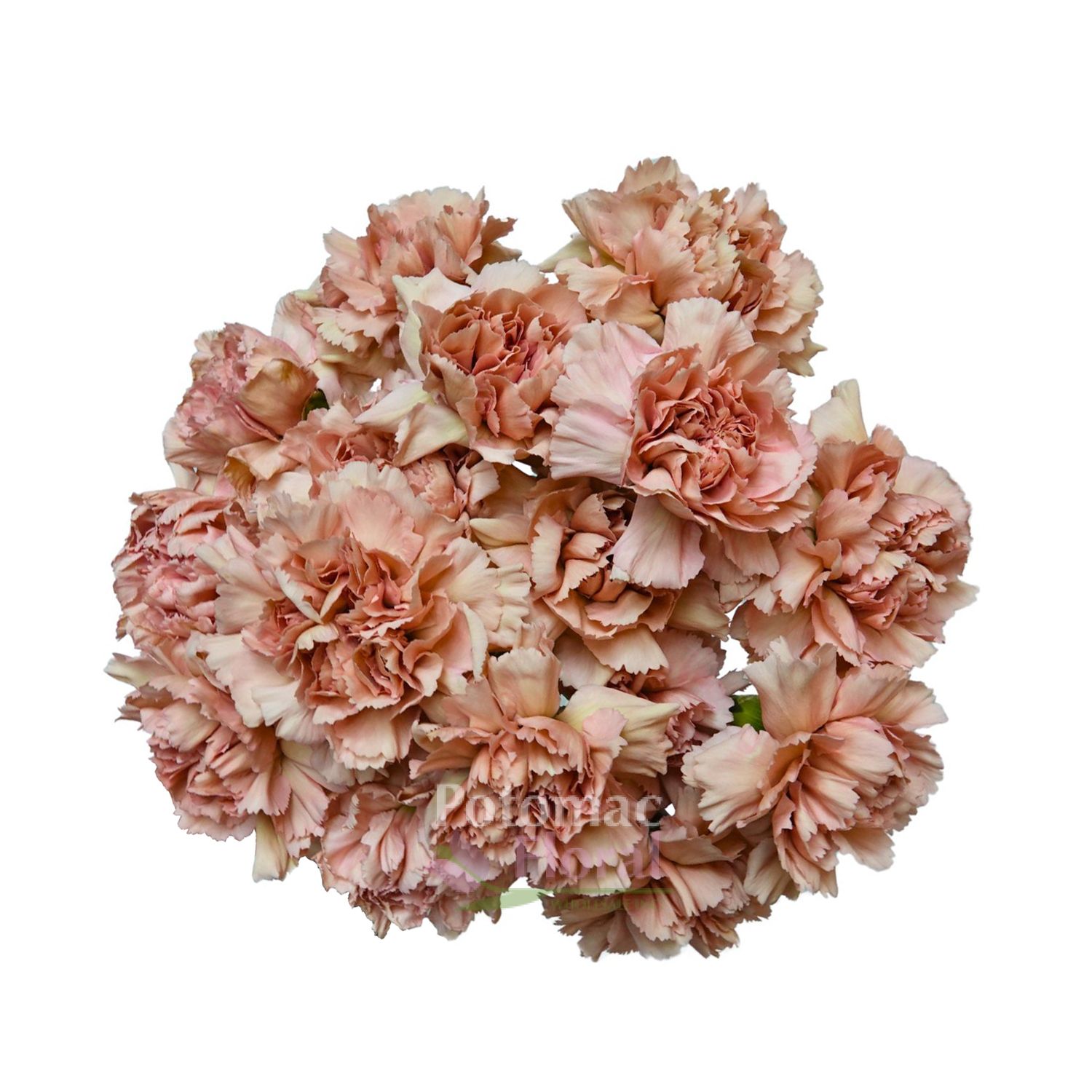 Carnation Novelty Beige - Potomac Floral Wholesale