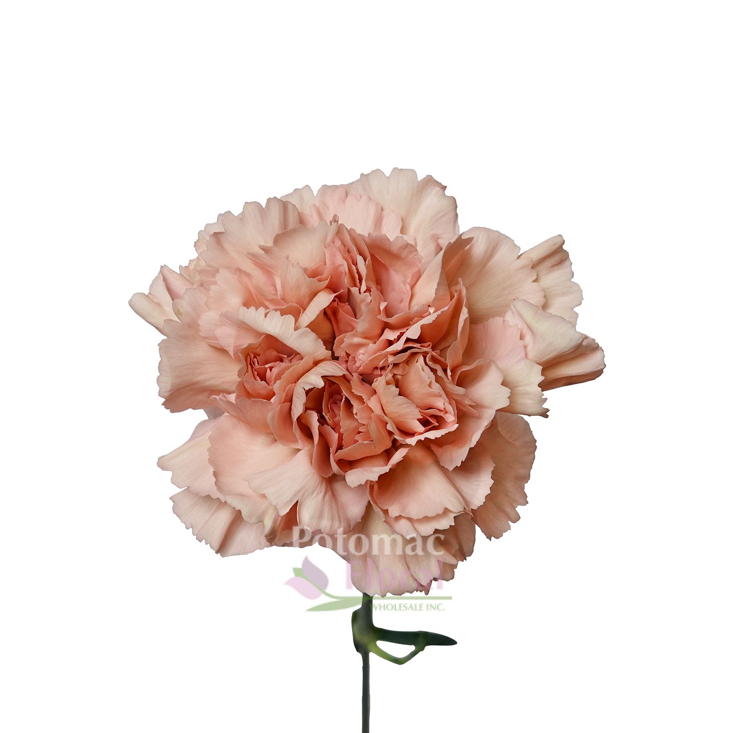 Carnation Novelty Beige - Potomac Floral Wholesale