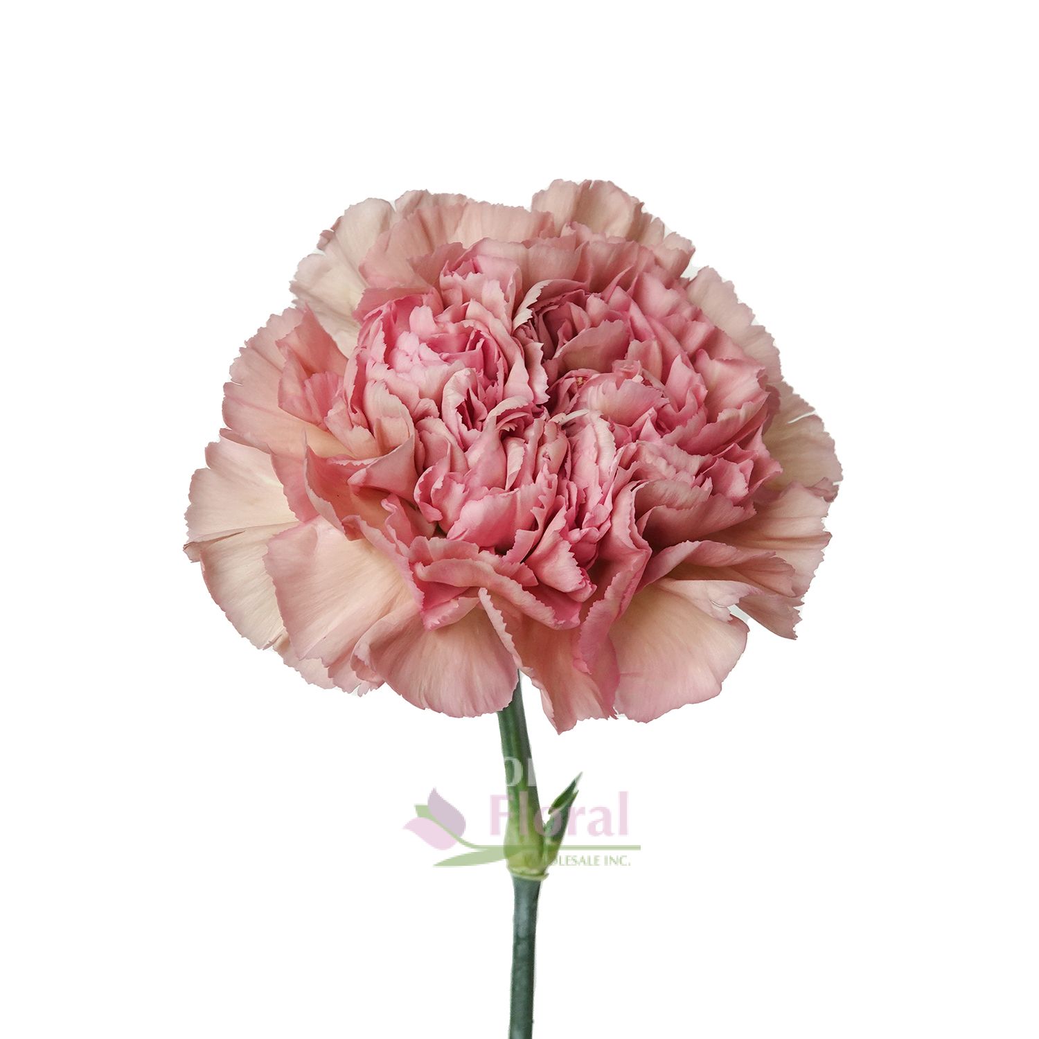 Carnation Novelty Pink Antique- LEGE MARRONE PINK - Potomac Floral ...