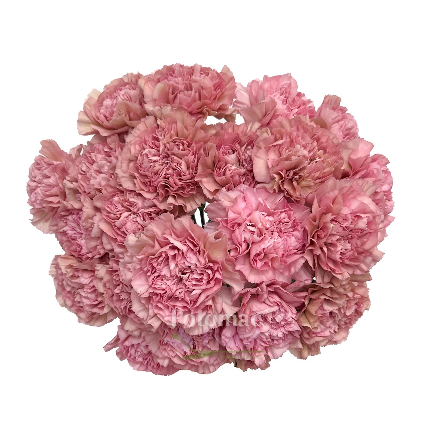Carnation Novelty Pink Antique- LEGE MARRONE PINK - Potomac Floral ...