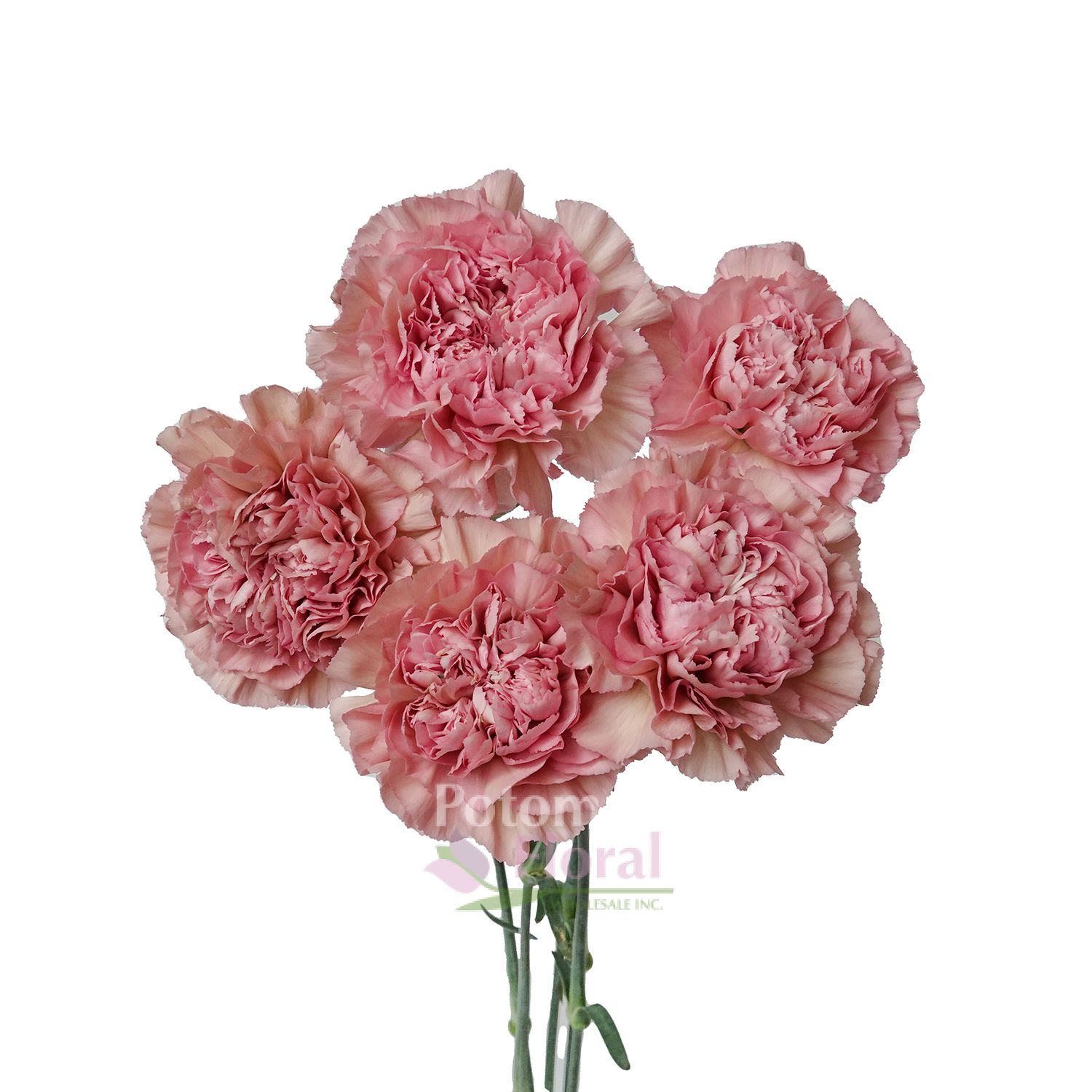 Carnation Novelty Pink Antique- LEGE MARRONE PINK - Potomac Floral ...