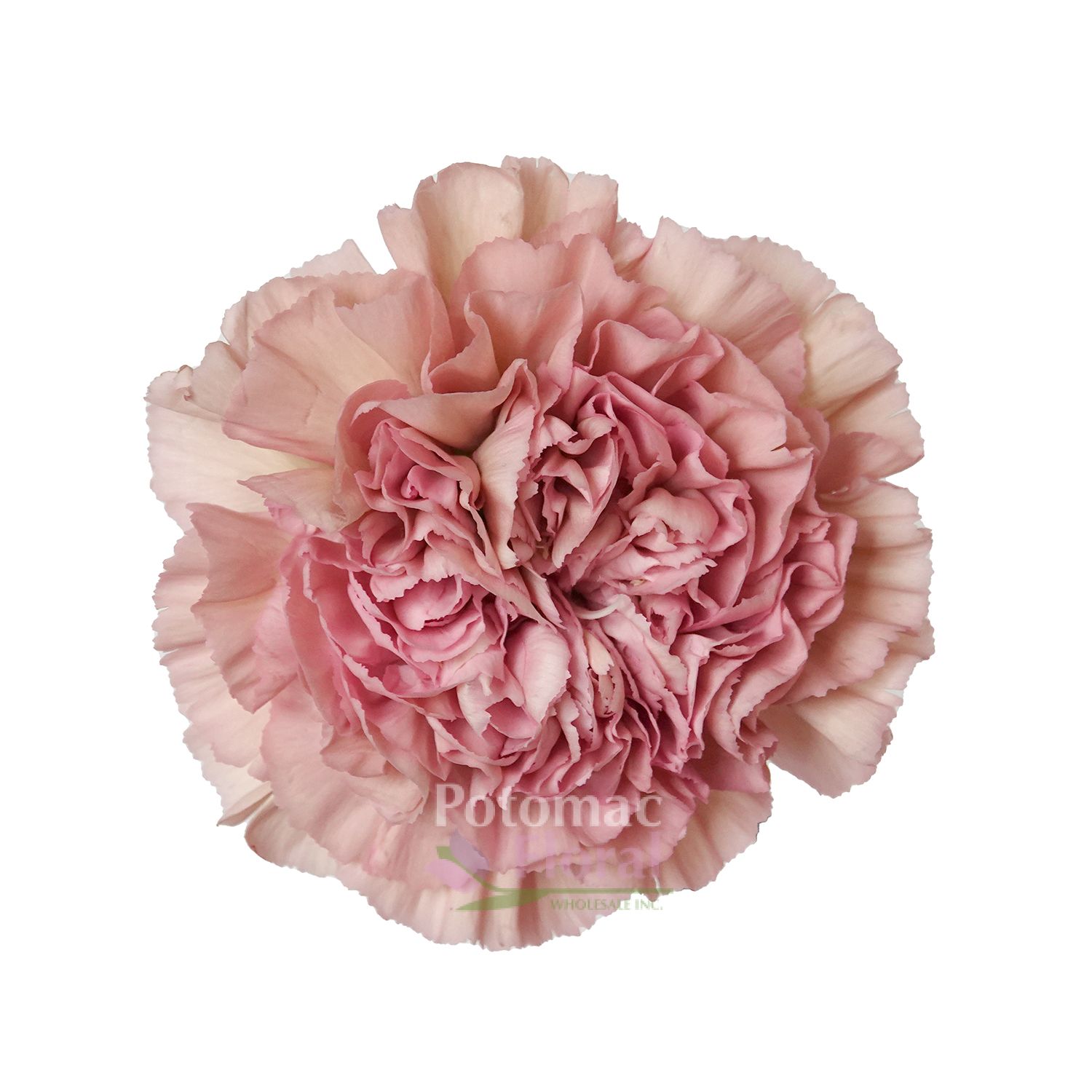 Carnation Novelty Pink Antique- LEGE MARRONE PINK - Potomac Floral ...