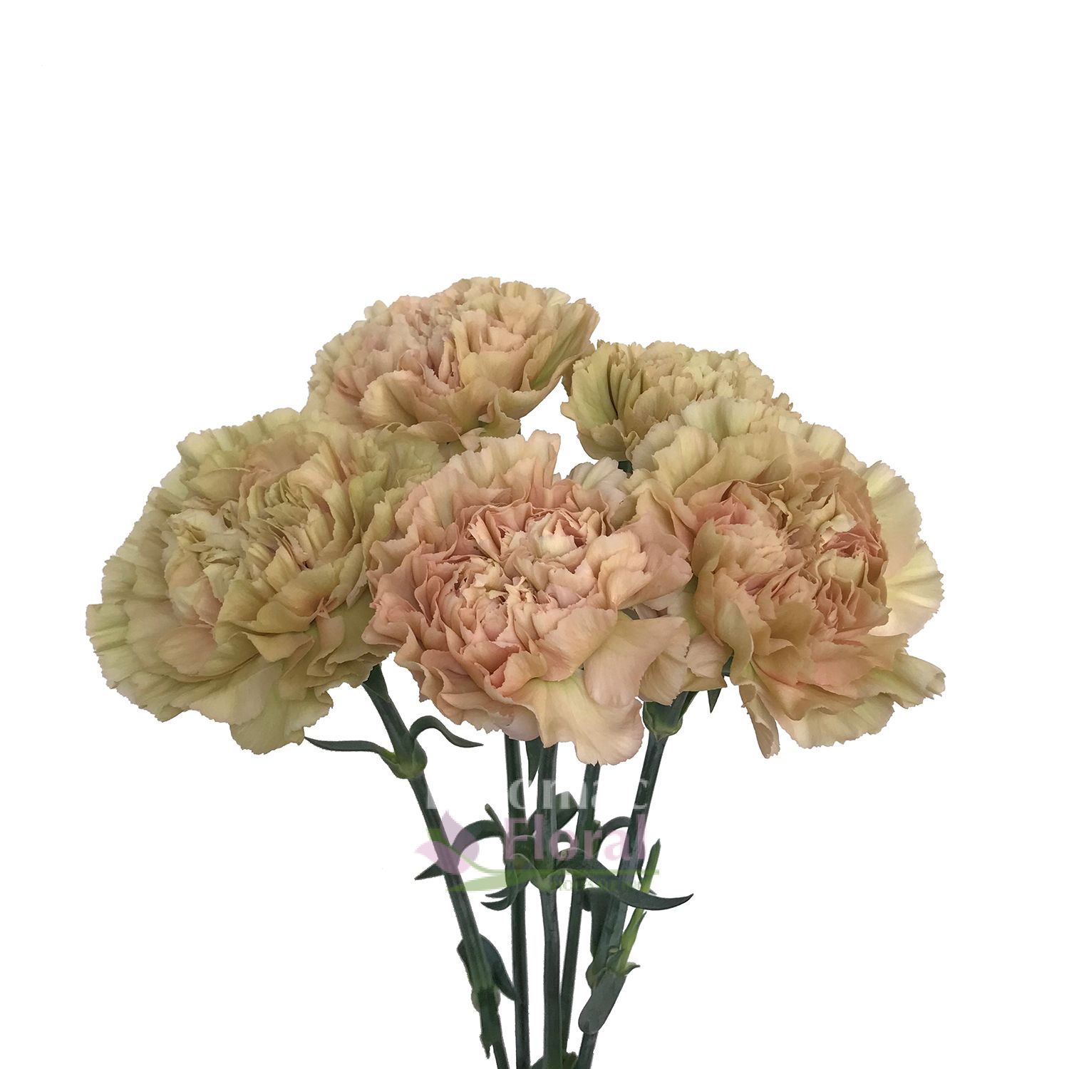 Carnation Vintage Peach Antique - Potomac Floral Wholesale
