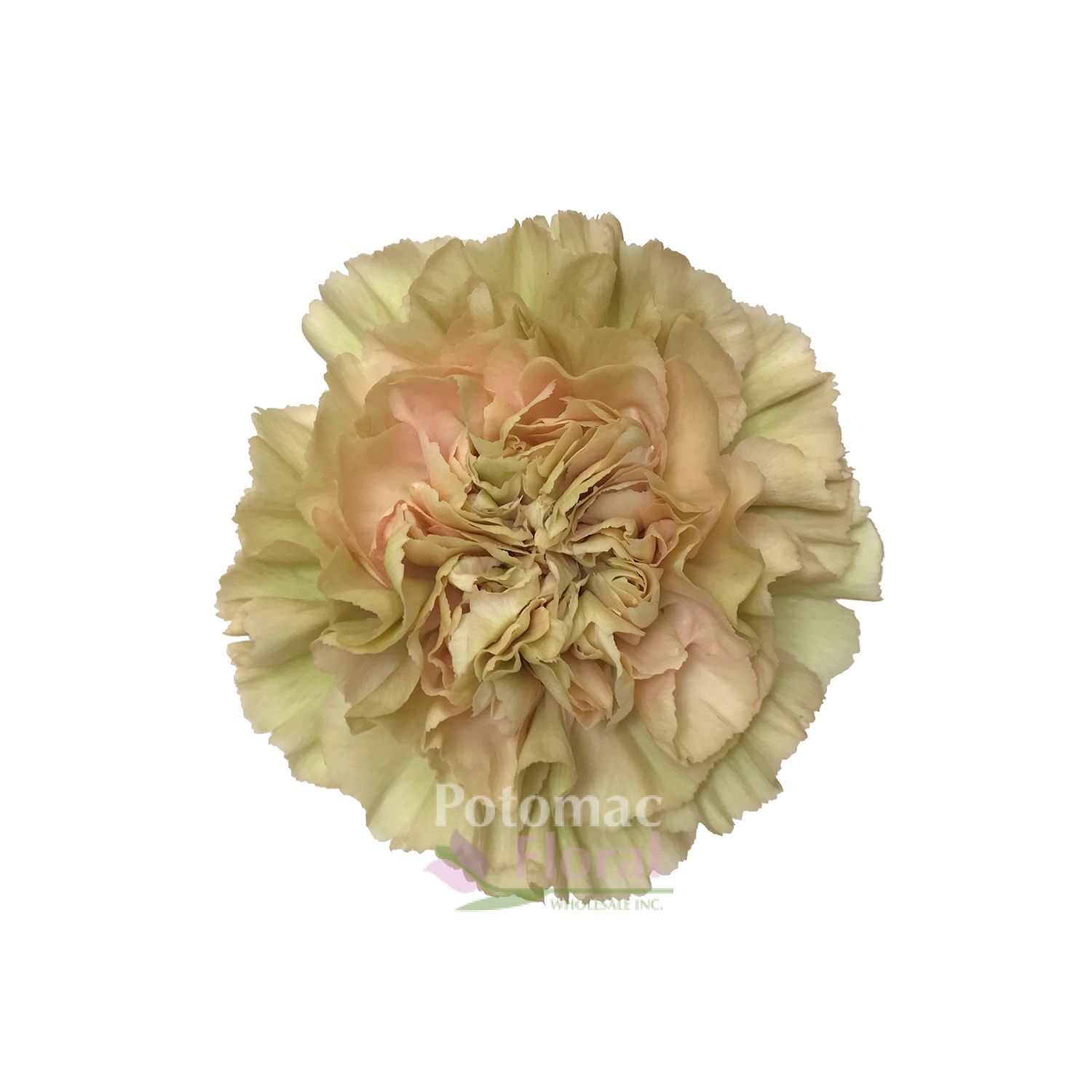 Carnation Vintage Peach Antique - Potomac Floral Wholesale